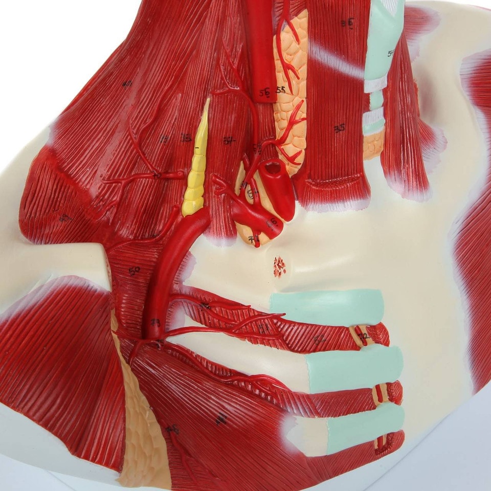 Axis Scientific Complete Human Head and Neck Anatomy Model with ...