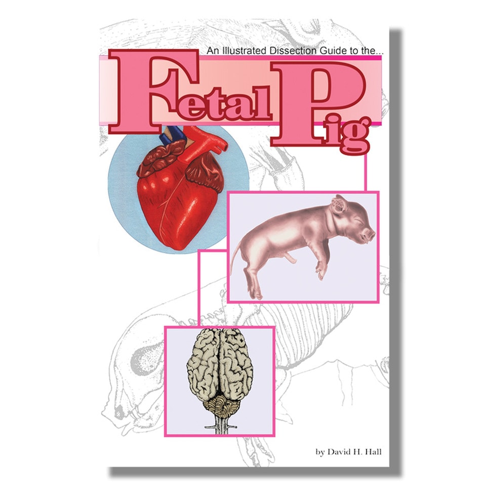 Anatomy Warehouse Fetal Pig Dissection Kit | Anatomy Warehouse