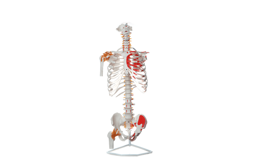 Axis Scientific Life-Size Skeletal Human Torso with Glenohumeral and ...