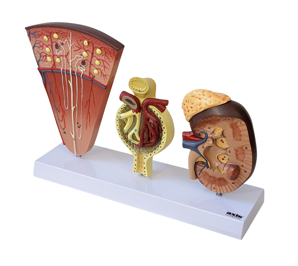 Urinary System Anatomical Models for Education & Medical Study ...