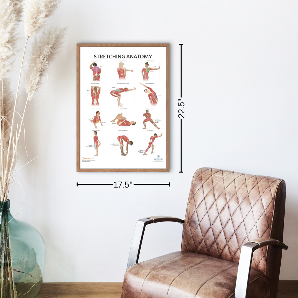 Anatomy Lab Stretching Laminated Poster | Anatomy Warehouse