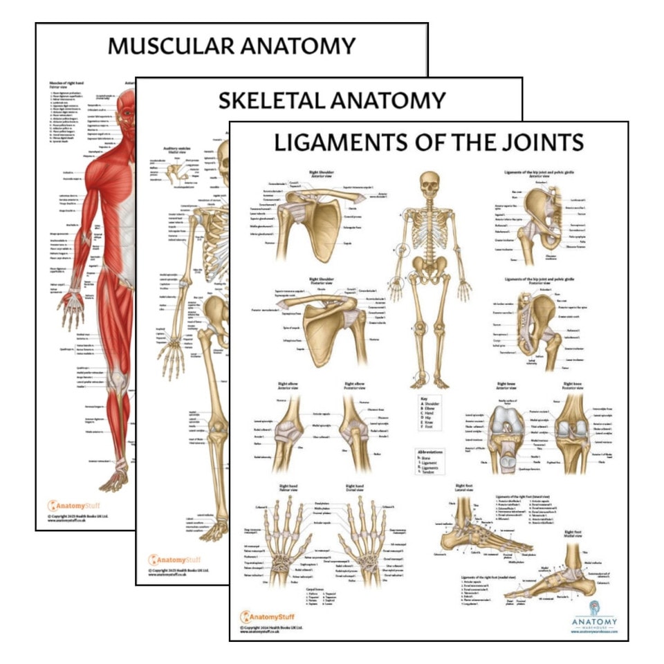 Rudiger Anatomie Joints and Ligaments Laminated Anatomy Chart | Anatomy ...