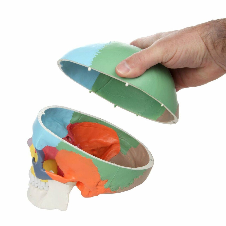 Axis Scientific 3-Part Life-Size Didactic Human Skull Anatomy Model ...