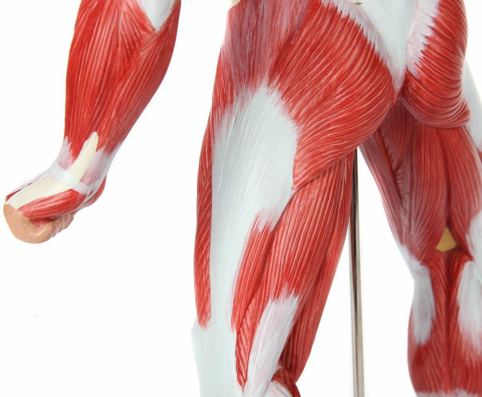 Axis Scientific Miniature Human Muscular Figure Anatomy Model | Anatomy ...