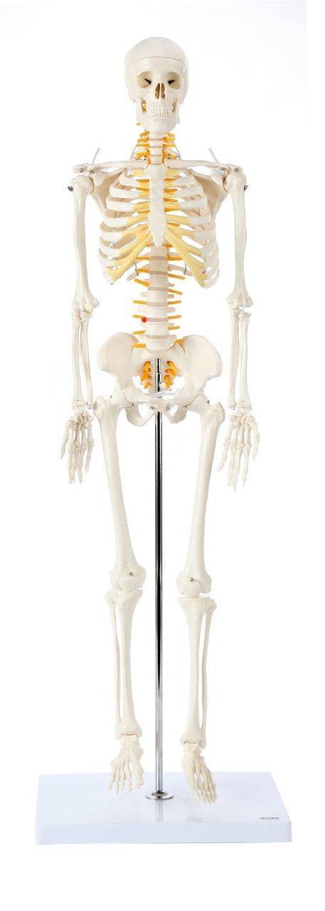 Axis Scientific Miniature 31" Human Skeleton Anatomy Model | Anatomy ...
