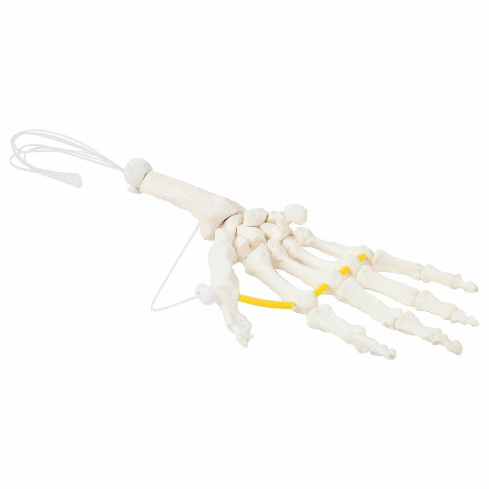 3B Scientific Hand and Lower Forearm Skeleton Anatomy Model With ...