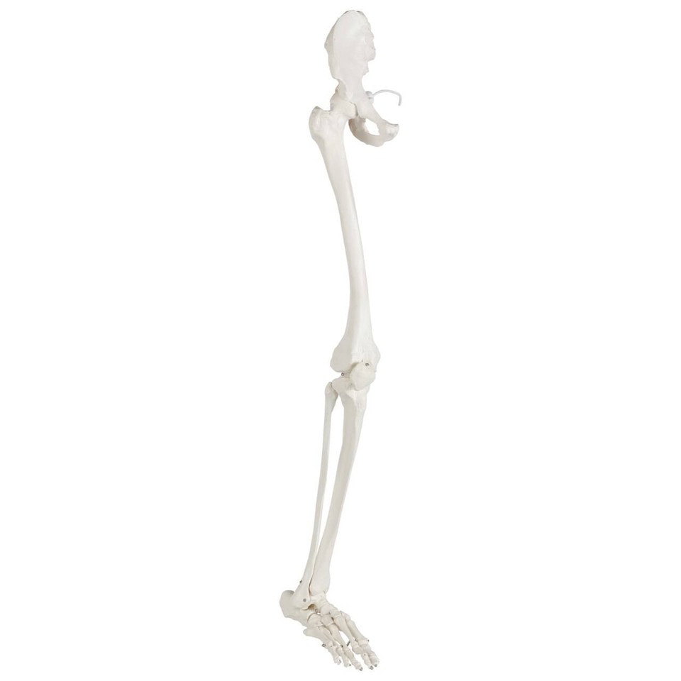 Axis Scientific Life-Size Human Leg Skeleton with Hip Joint and ...