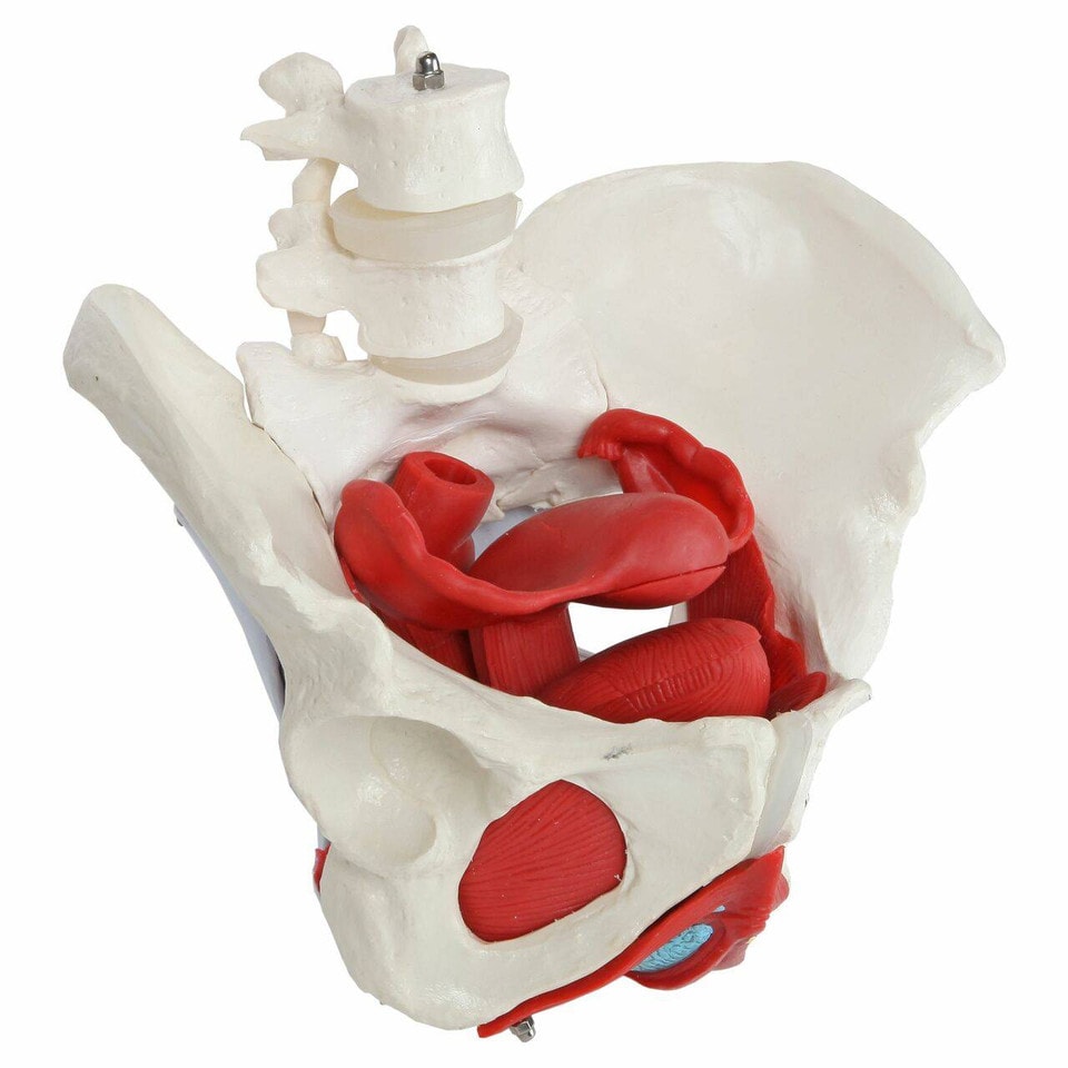Axis Scientific 6-Part Female Skeletal Pelvis with Organs | Anatomy ...