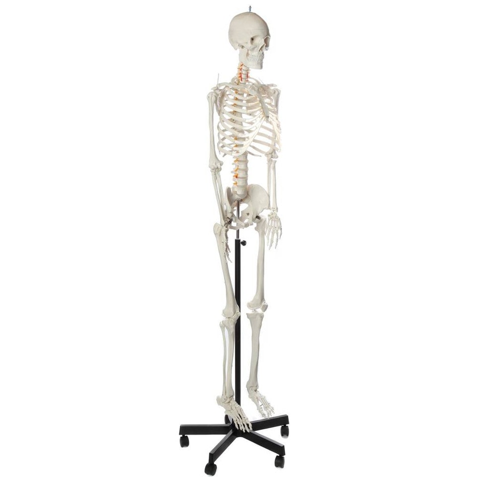 Axis Scientific Flexible Life-Size Human Skeleton Anatomy Model with ...