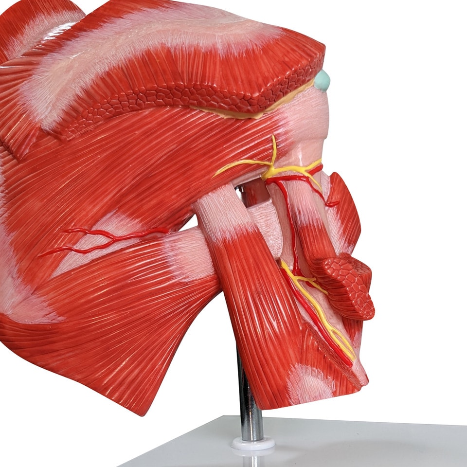 Muscular System Anatomical Models for Education and Medical Study ...