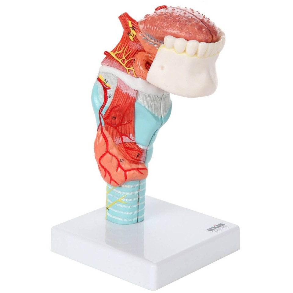 3B Scientific Tongue Anatomy Model | Anatomy Warehouse
