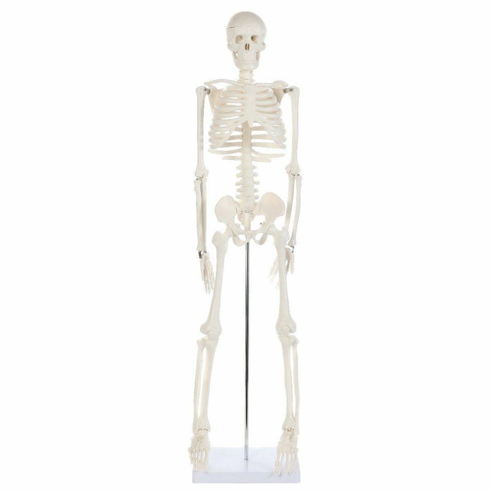 Anatomy Models - Skeleton Models - Mini Skeleton - Anatomy Warehouse
