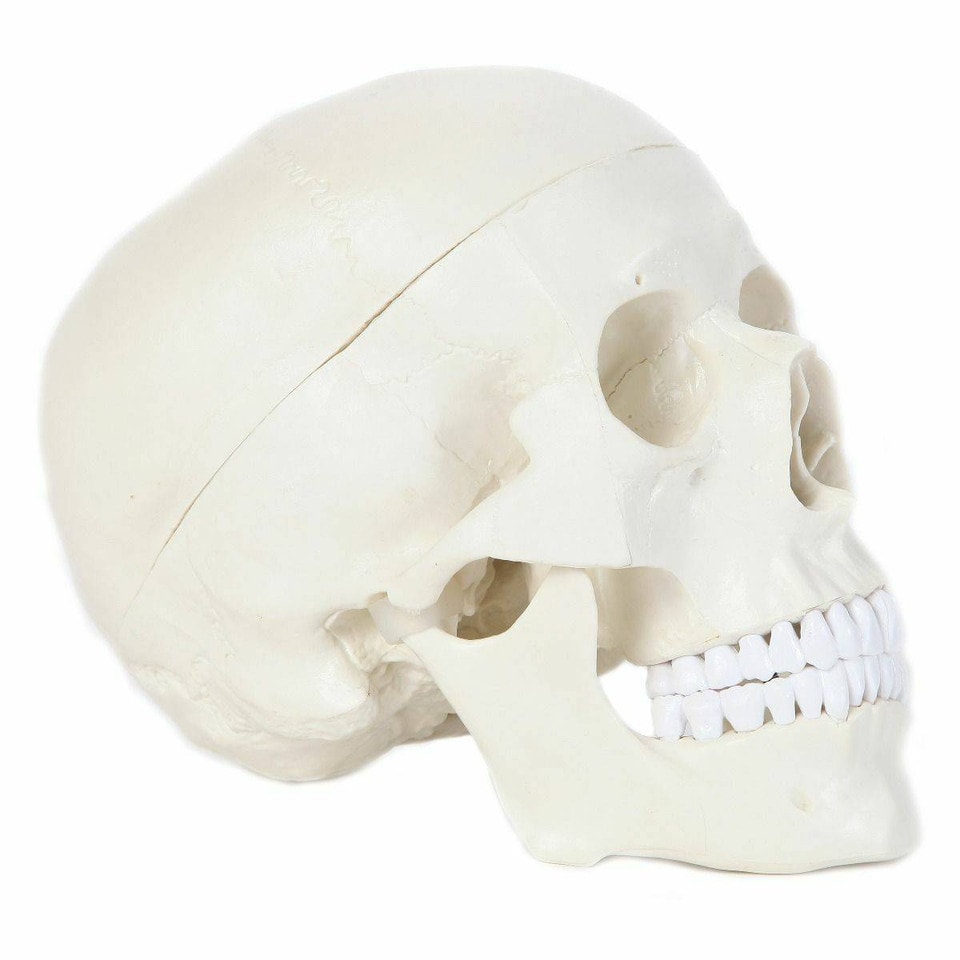 Anatomy Lab Essential Life-Size Skull | Anatomy Warehouse