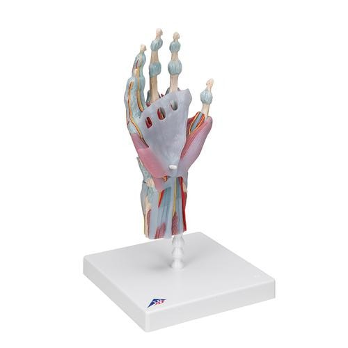 3B Scientific Hand and Lower Forearm Skeleton Anatomy Model With ...