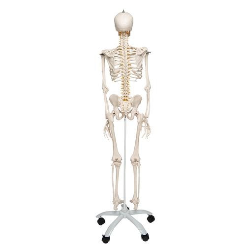 3B Scientific Fred The Flexible Skeleton Anatomy Model | Anatomy Warehouse