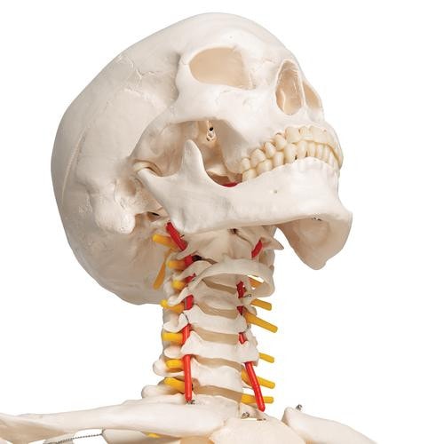 3B Scientific Fred The Flexible Skeleton Anatomy Model | Anatomy Warehouse