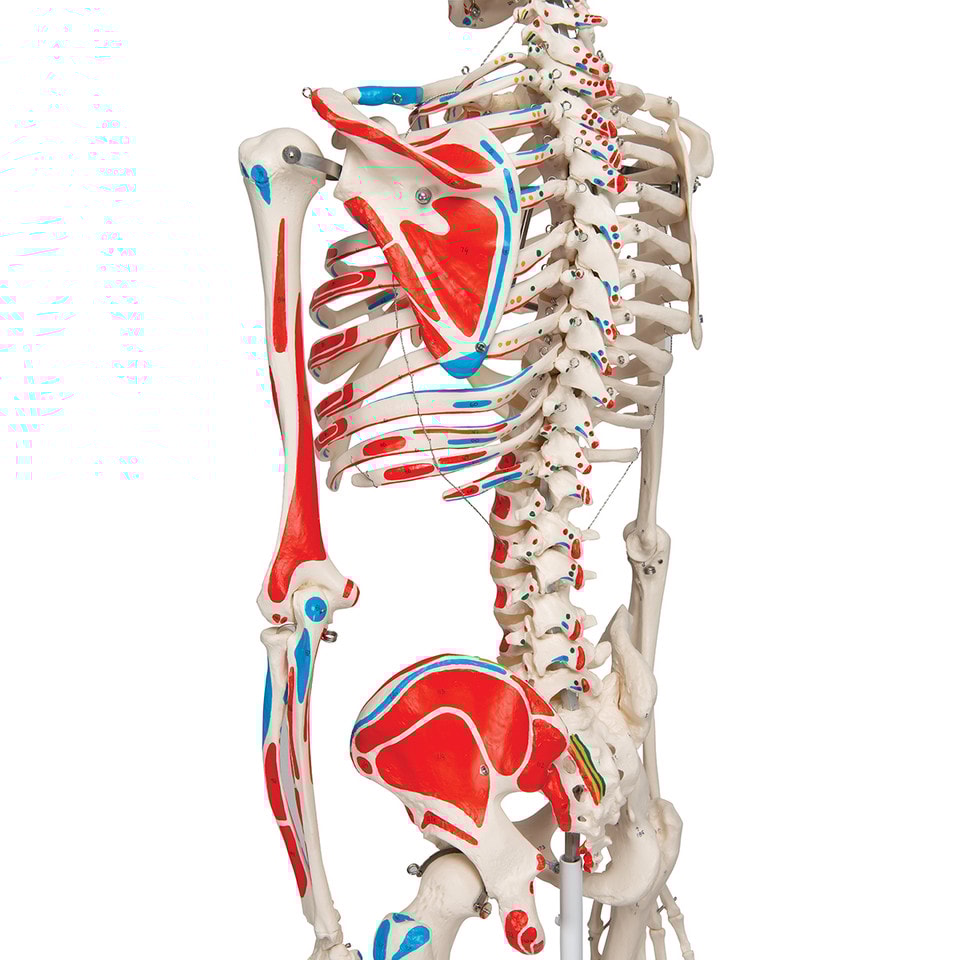 3B Scientific Max The Muscle Skeleton Anatomy Model | Anatomy Warehouse
