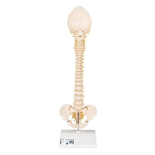 3B Scientific 3B Bonelike Pediatric Spinal Column Anatomy Model ...