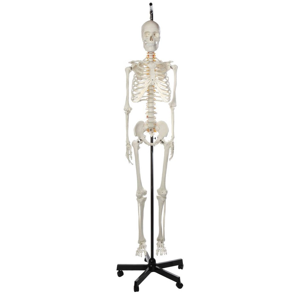 Axis Scientific Human Skeletons | Full Size Anatomical Skeletons | High ...