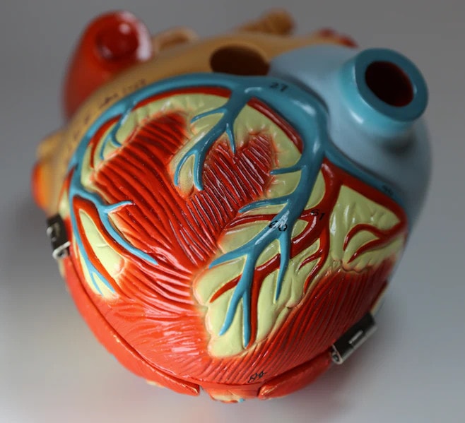 Denoyer-Geppert Giant Heart Of America Anatomy Model | Anatomy Warehouse