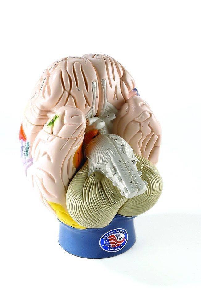 Denoyer-Geppert Giant 4 Part Brain Anatomy Model | Anatomy Warehouse