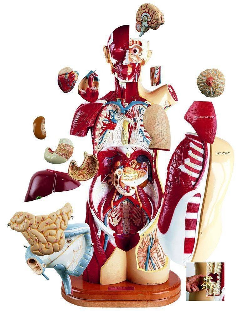 Denoyer-Geppert 23 Part Multi Torso Sexless Configuration Anatomy Model ...