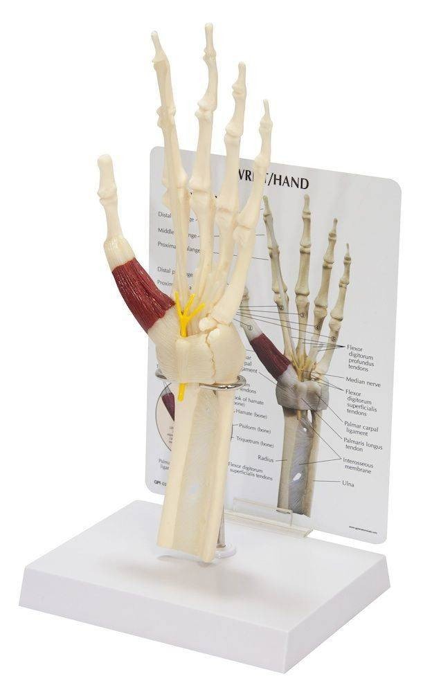GPI Anatomicals Wrist and Hand Anatomy Model | Anatomy Warehouse