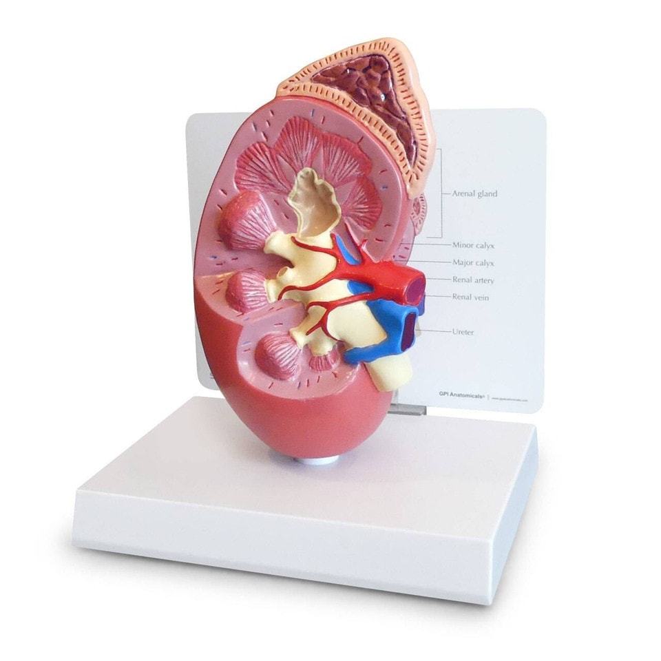 Urinary System Anatomical Models for Education & Medical Study ...