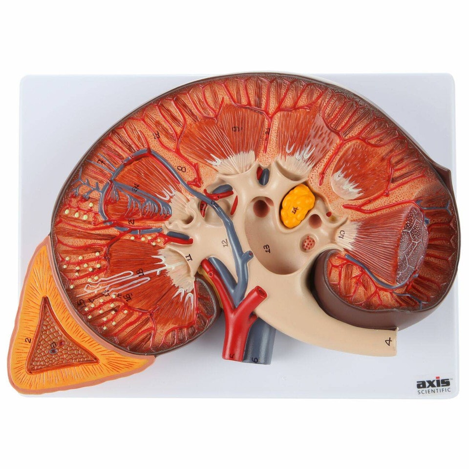 Axis Scientific Urinary Anatomy Model Set | Anatomy Warehouse