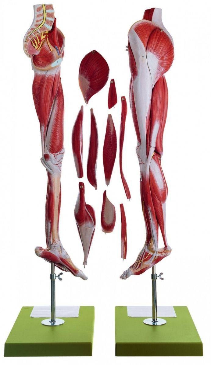 SOMSO Male Muscle Figure - 1/4 Life Size | Anatomy Warehouse