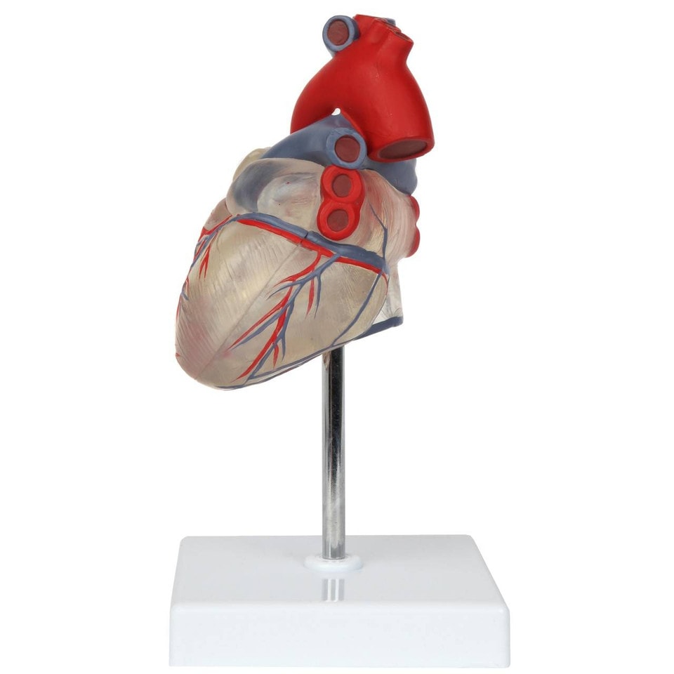 Axis Scientific Deluxe Life-Size 2-Part Transparent Human Heart Anatomy ...