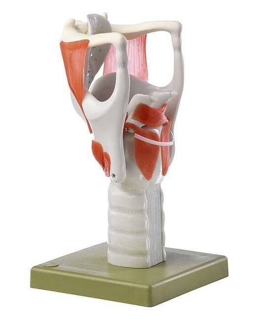 SOMSO Human Larynx with Tongue Premium Anatomy Model | Anatomy Warehouse